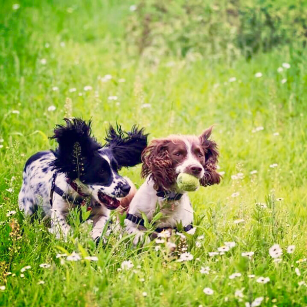 Dogs and grass seeds – what you need to know – COUNTRY RAMBLES