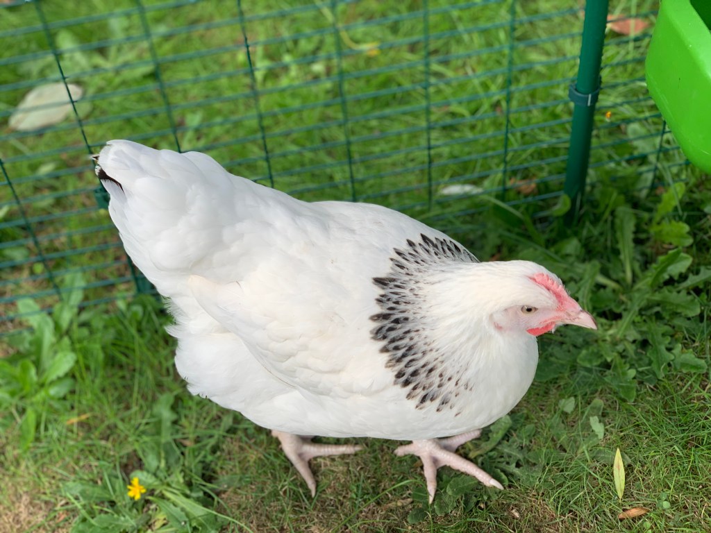 Keeping chickens as pets – COUNTRY RAMBLES