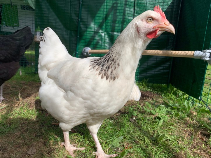 Keeping chickens as pets – COUNTRY RAMBLES