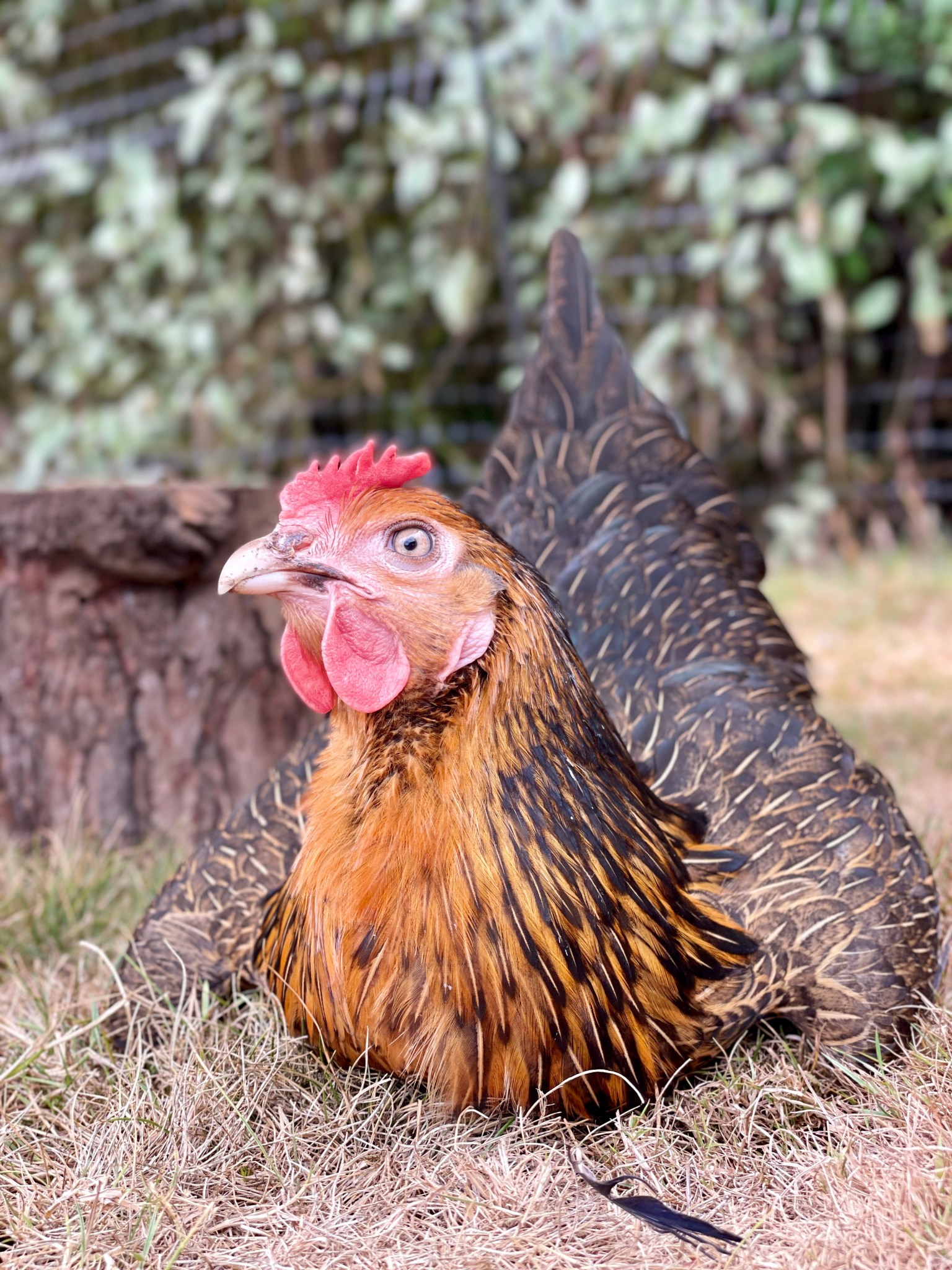 How to introduce new hens to your flock – COUNTRY RAMBLES
