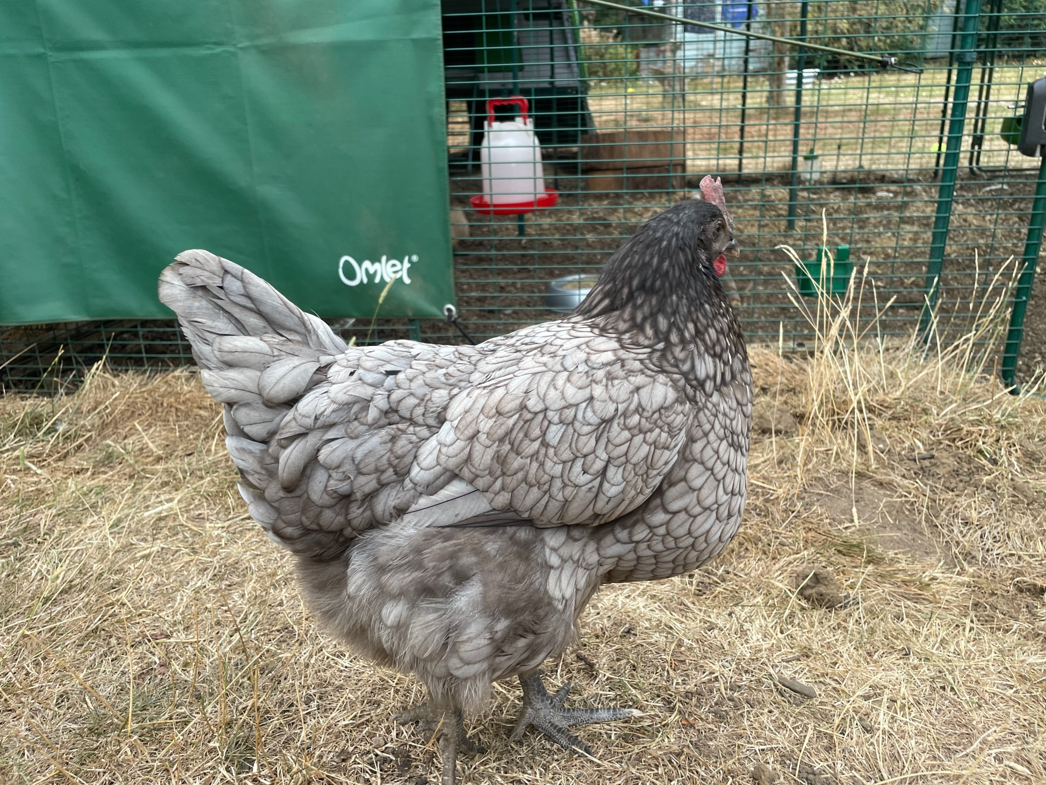How to introduce new hens to your flock – COUNTRY RAMBLES