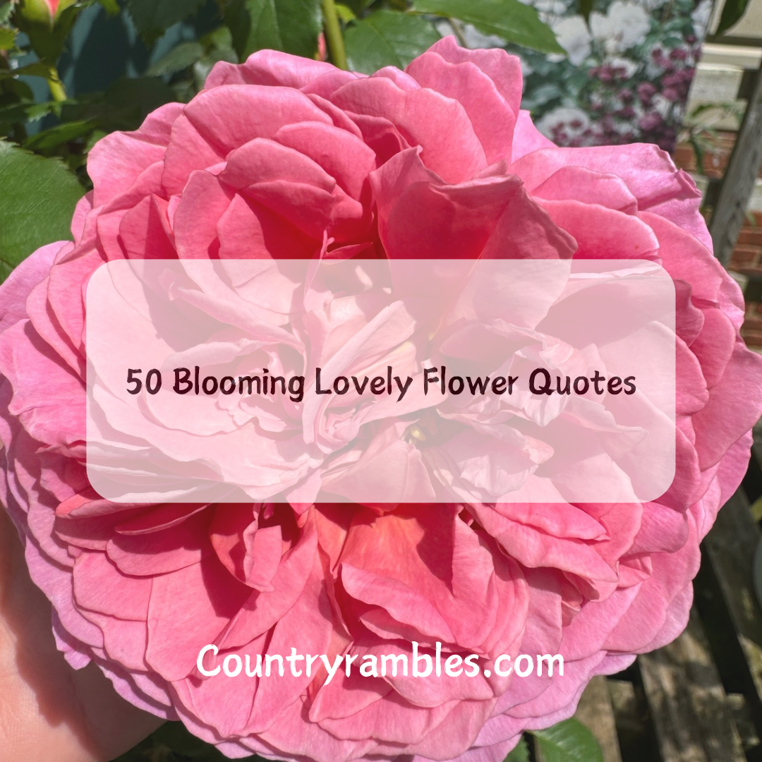 50 Blooming Lovely Quotes about Flowers – COUNTRY RAMBLES